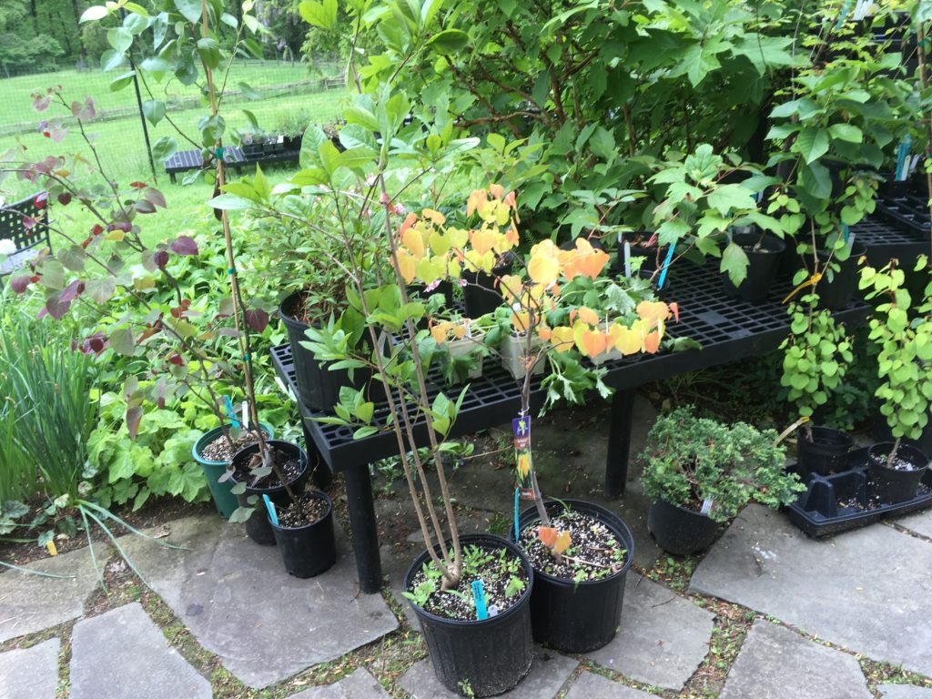 Plenty of sensational specimens are still available from the recent ...