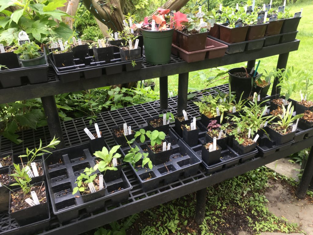 Plenty of sensational specimens are still available from the recent ...