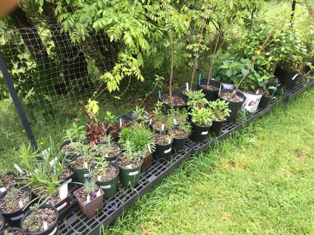 Plenty of sensational specimens are still available from the recent ...